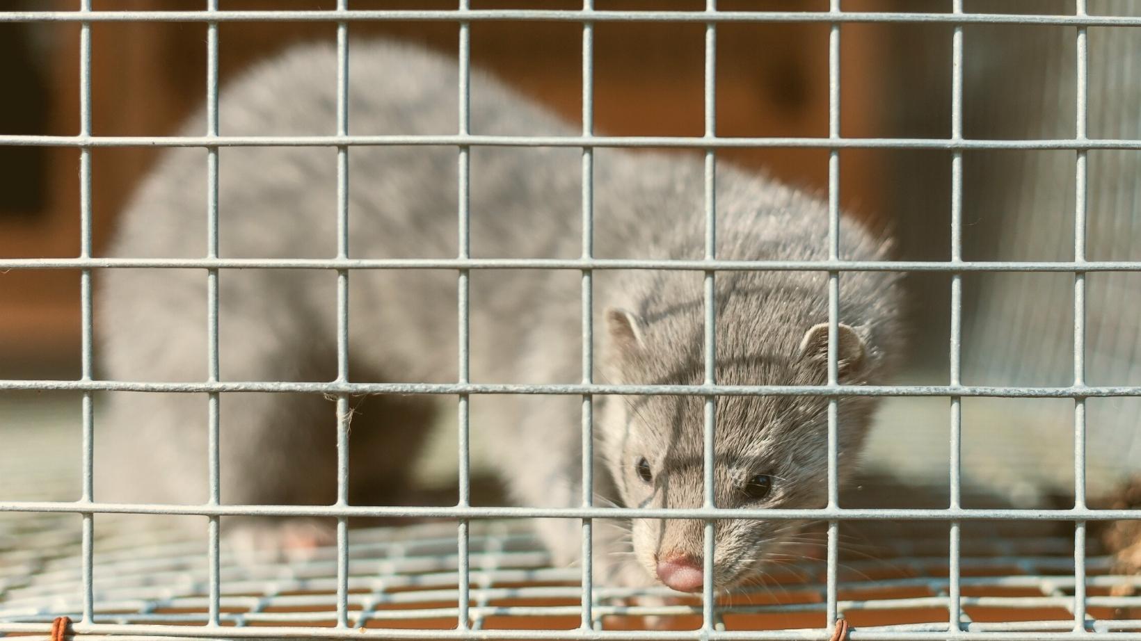 Alle Gründe, wieso Pelz grausam ist und der Handel damit verboten ...